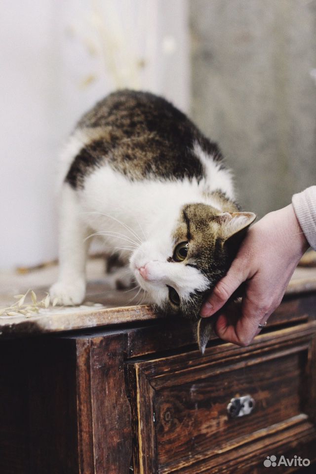 Кот
