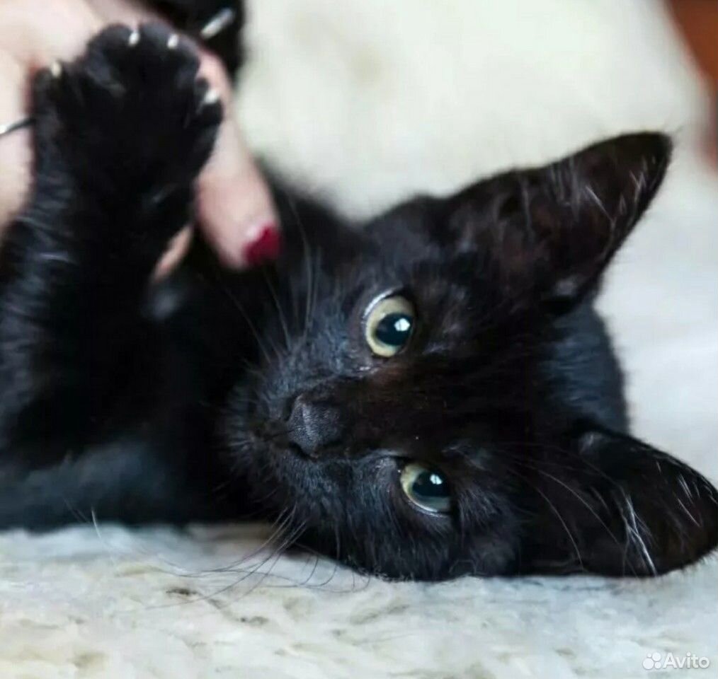 Котенок лапочка в любящие руки