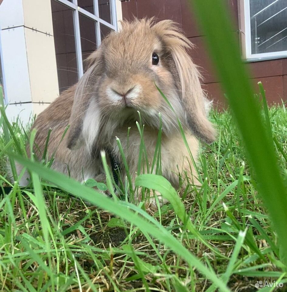 Кролик Карликовый декоративный вислоухий баран