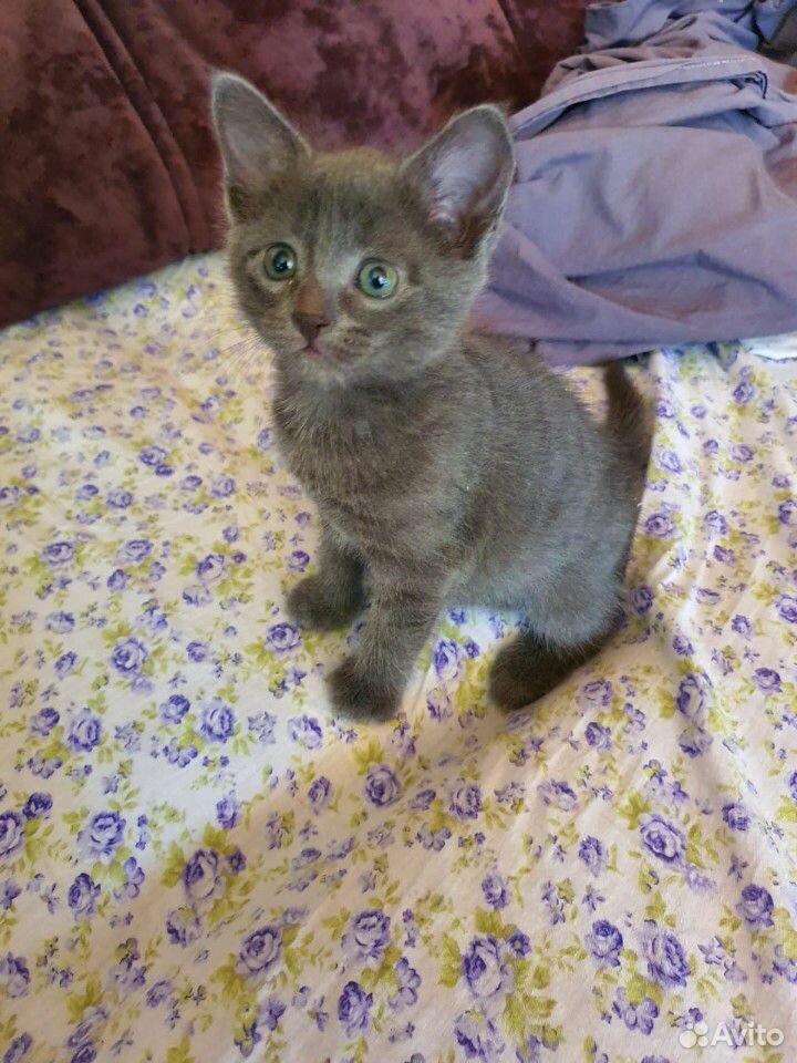 Красивая малышка Мышка