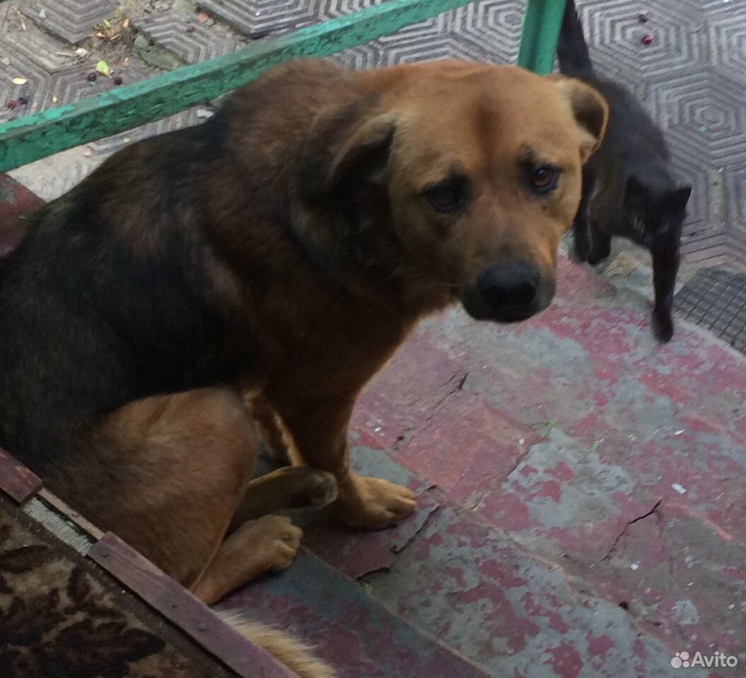 Отдам собачку в добрые руки