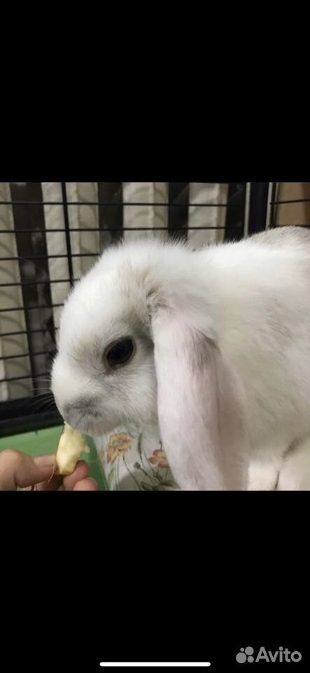 Отдам в хорошие руки