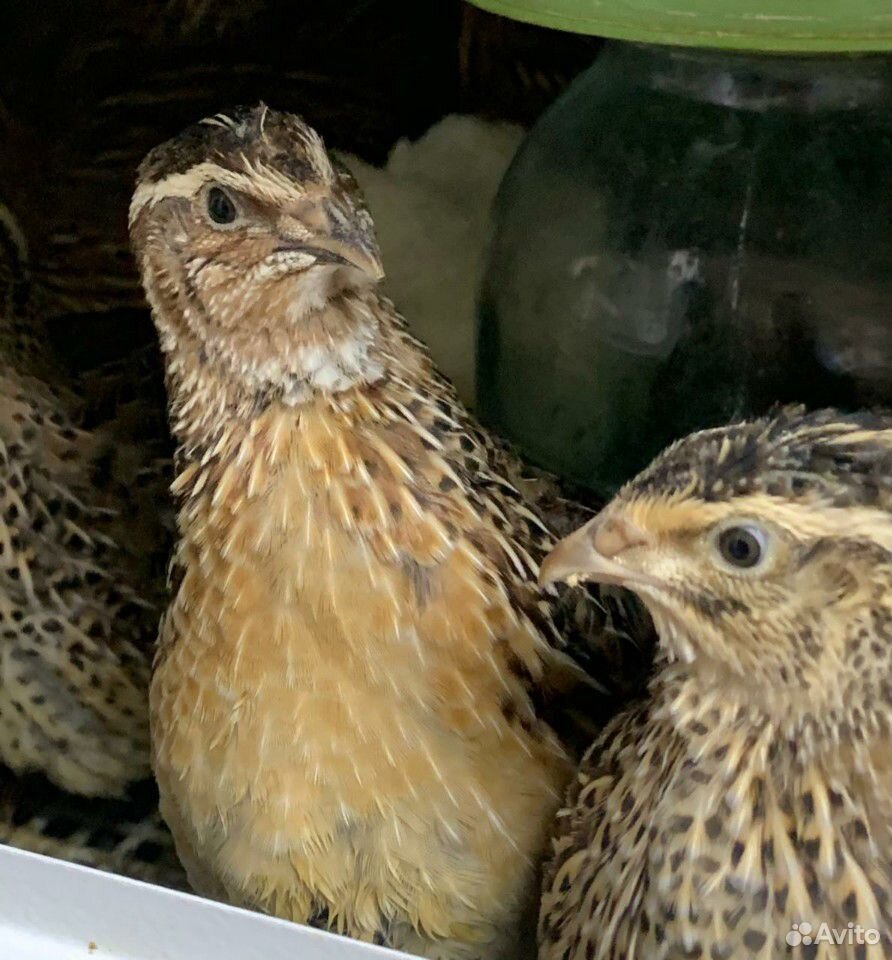 Чистопородные Перепела