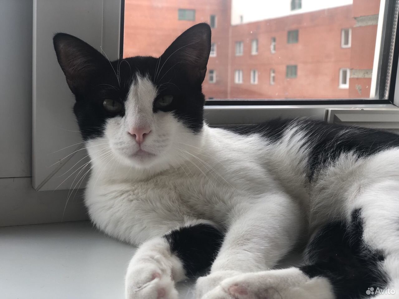 Кот