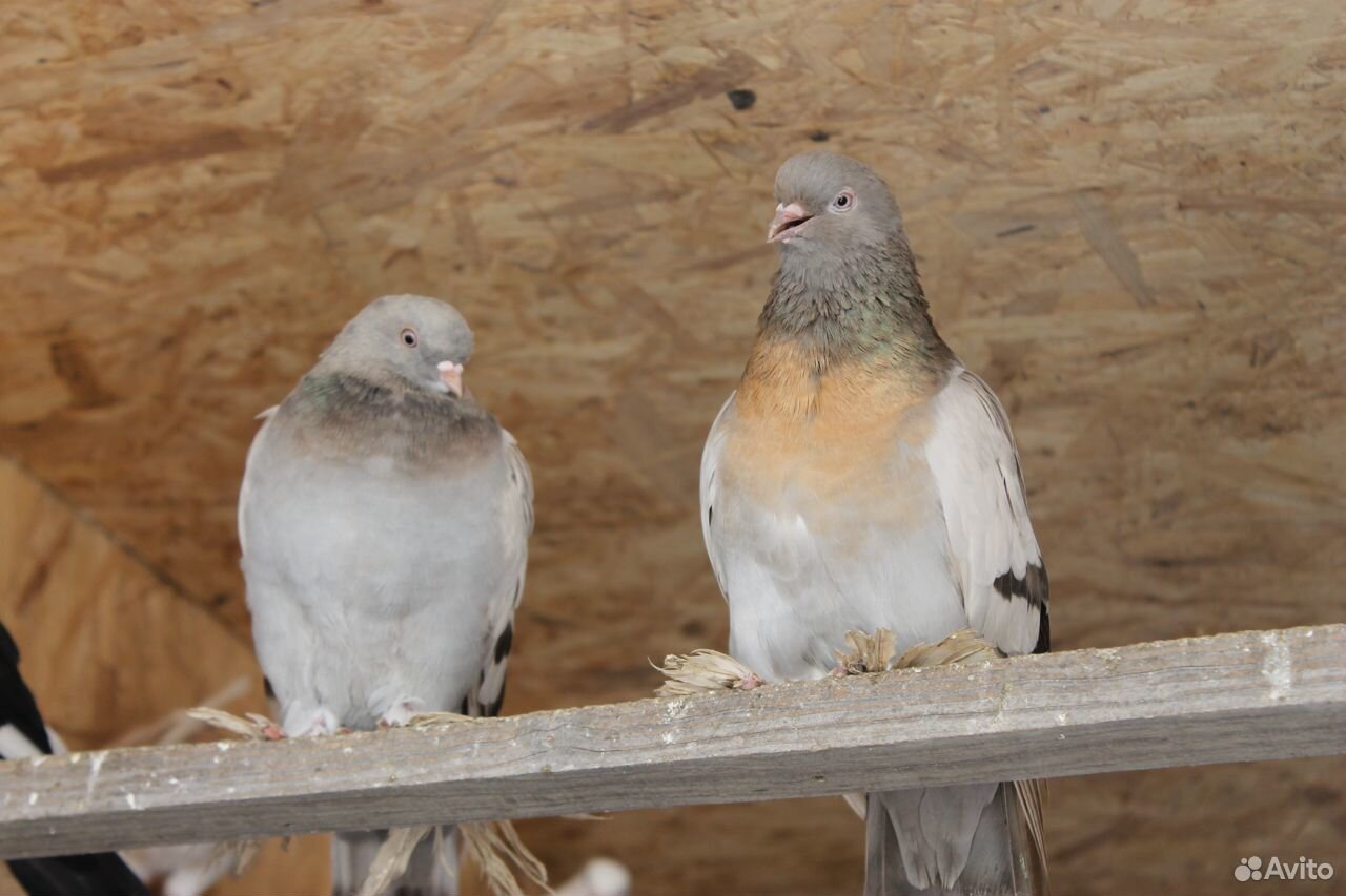 Голуби разных пород, продаю