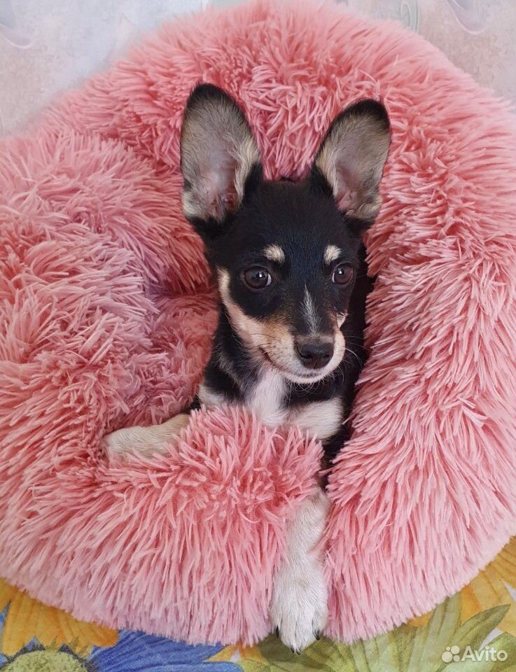 Рози щенок, ищет дом