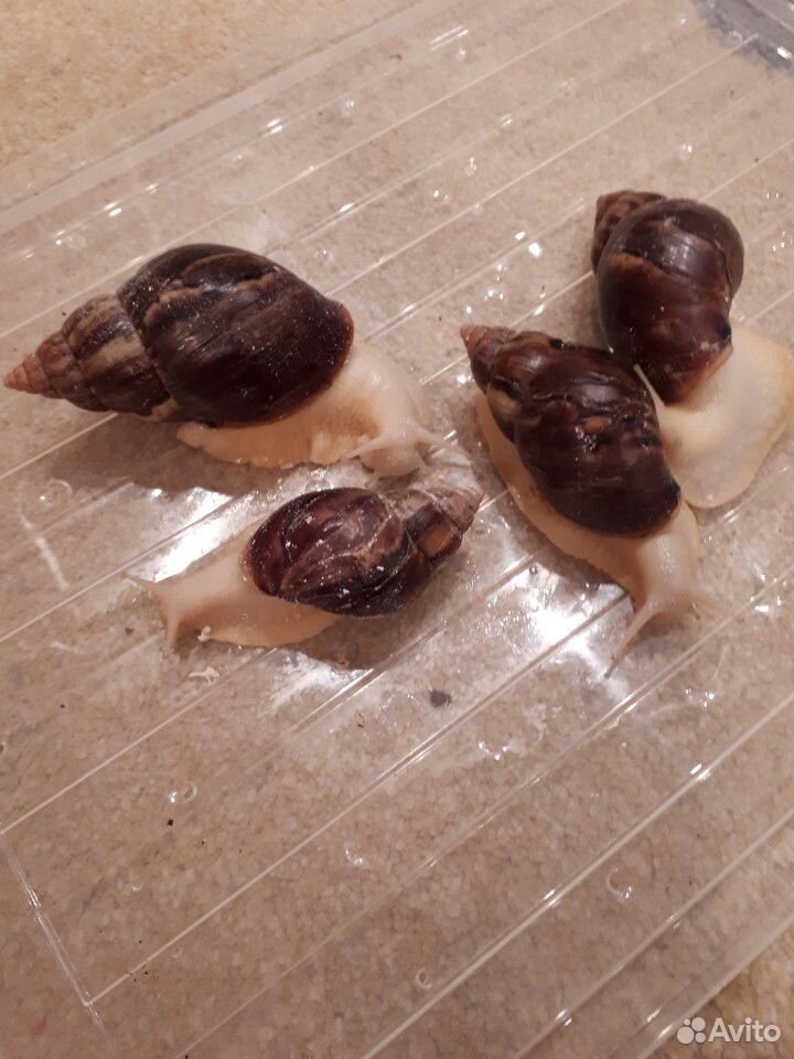 Улитка Ахатина 4шт