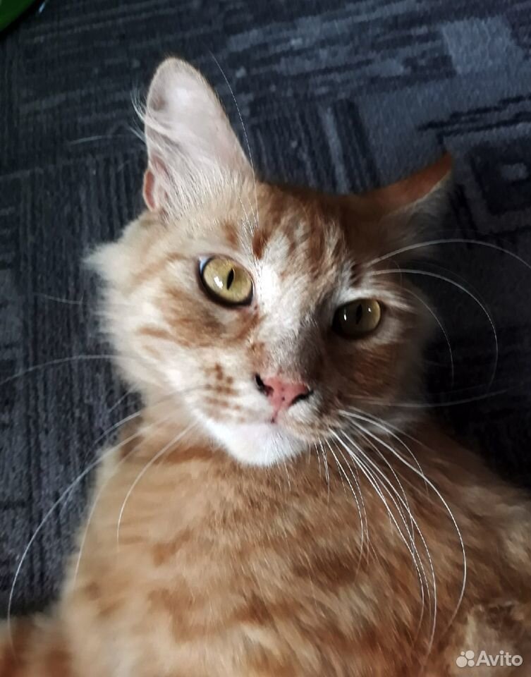 Роскошный Лёвушка ищет семью