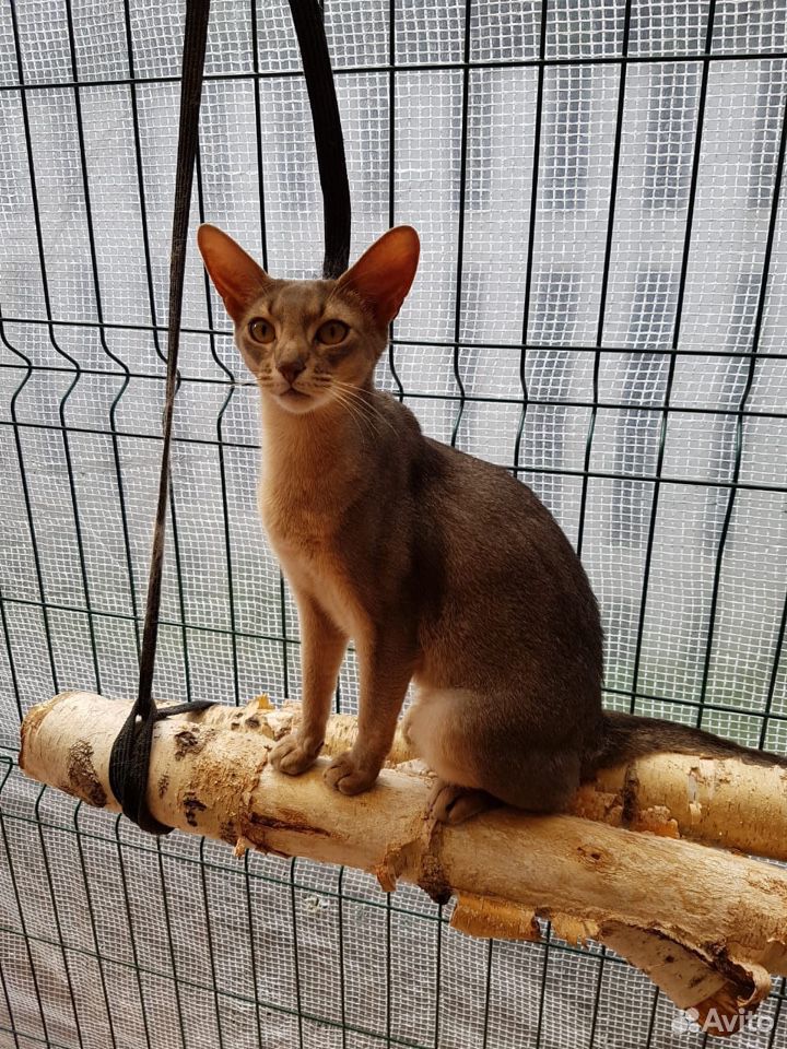 Кот Алекс,1,5 года