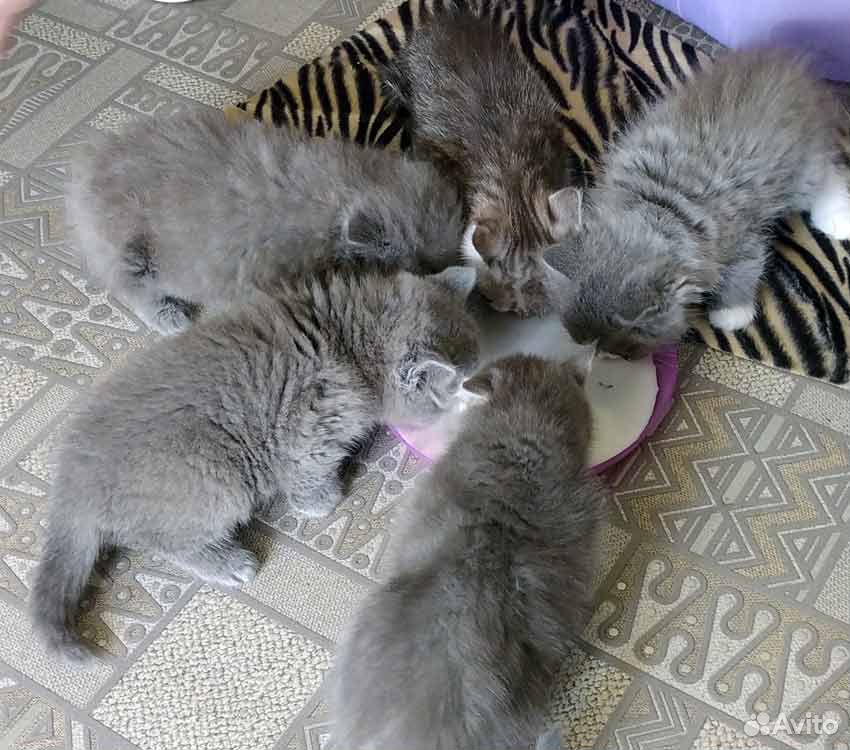 Котята шотландцы полукровочки в добрые руки