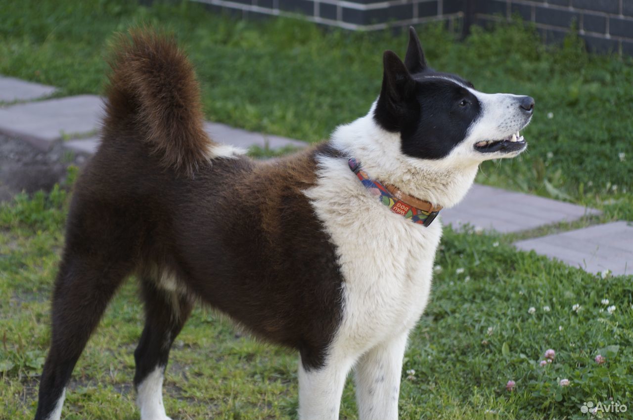 Карельская медвежья собака вязка