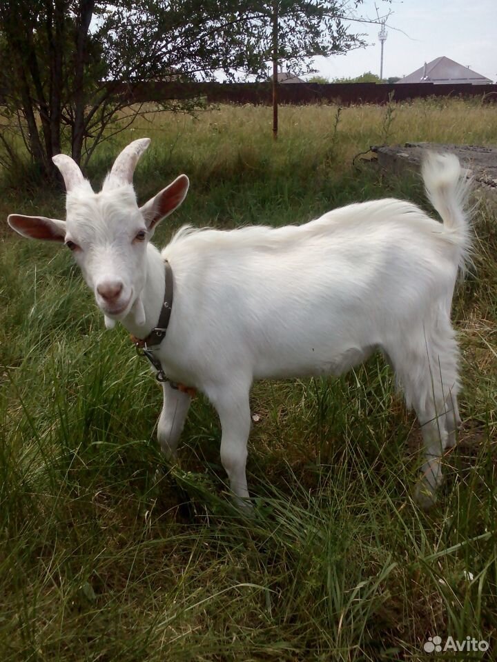 Козлик 4 месяца