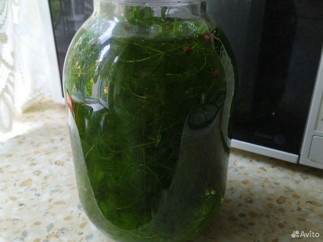 Водоросли для аквариума