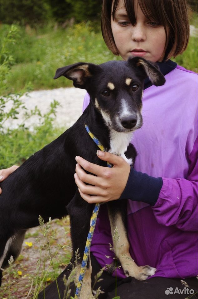 Маленькая Милочка ищет дом