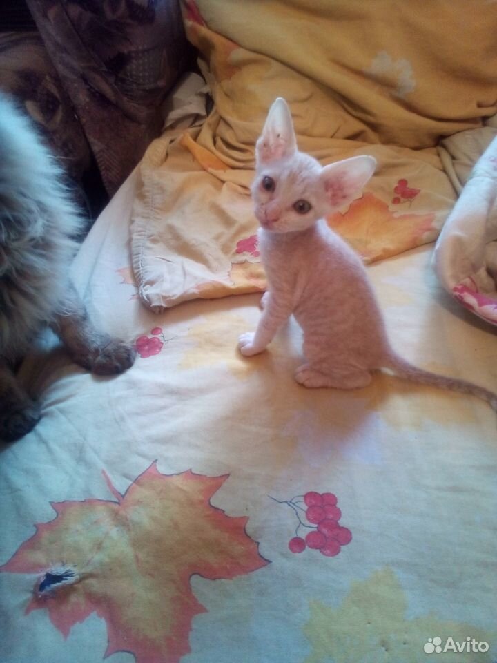 Котята