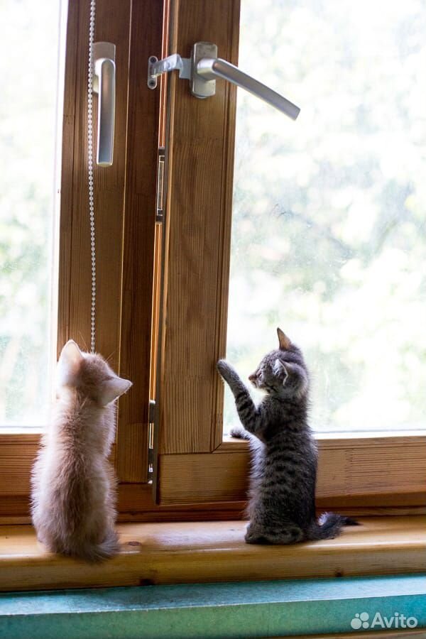 Котятки - полосатики