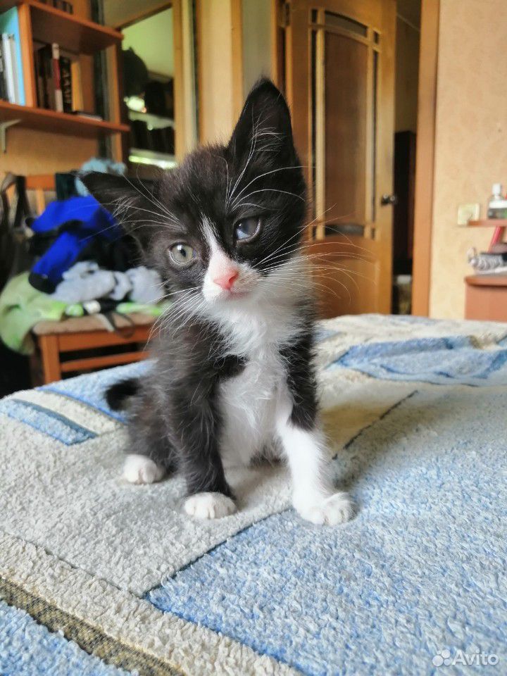 Котёнок-мышелов в добрые руки