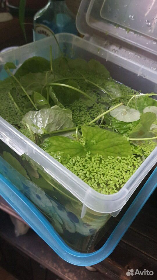 Растения, улитки,рыбки гуппи