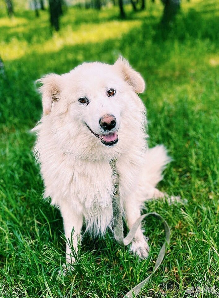 Чудо Собака из приюта ищет дом