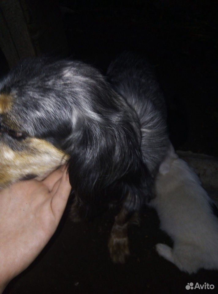 Кокер спаниель