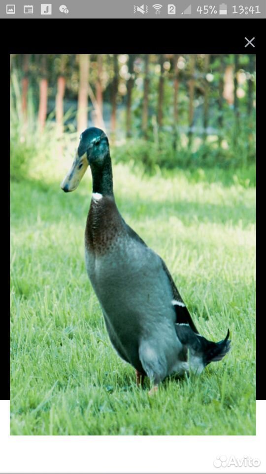 Утки индийский бегунок