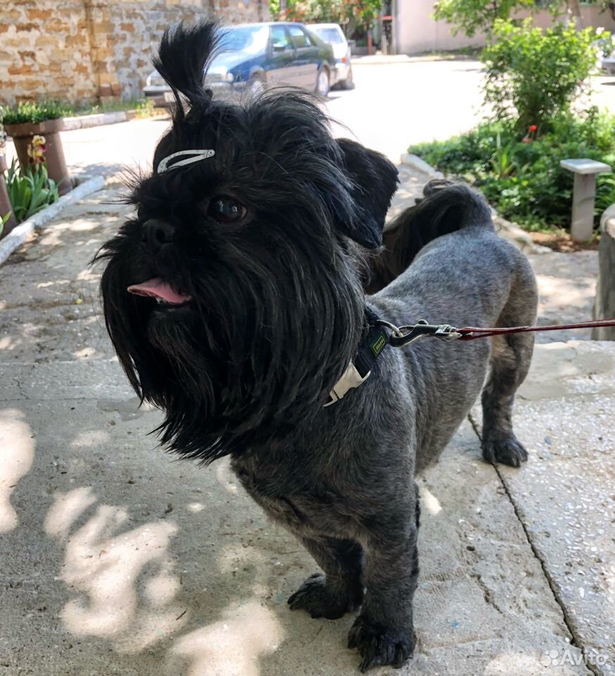 Собака вязка шитцу