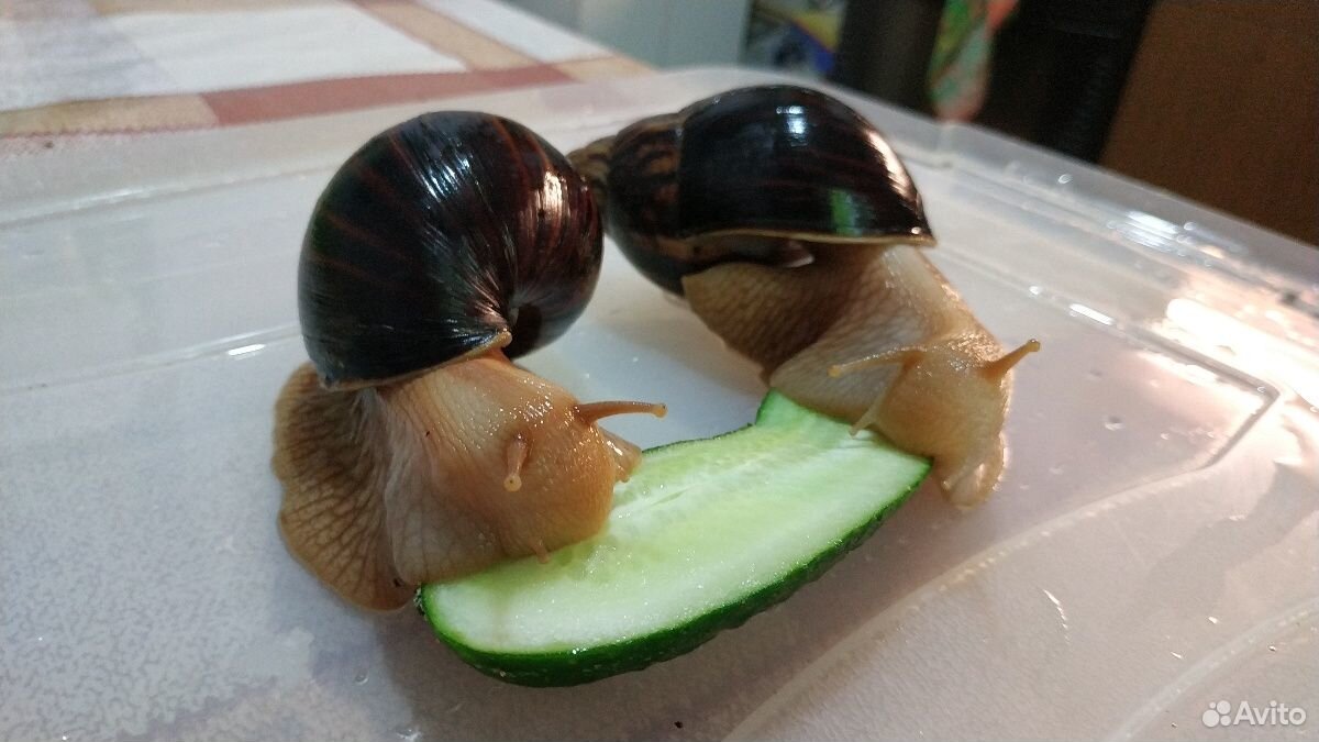 Улитка ахатина