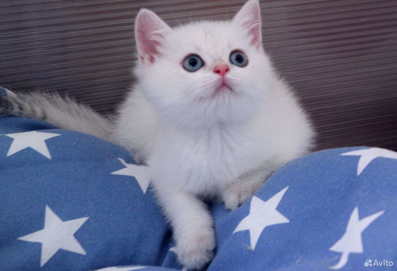 Малышка шиншилла ny1133