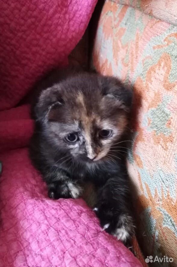 Котёнок-девочка в добрые руки