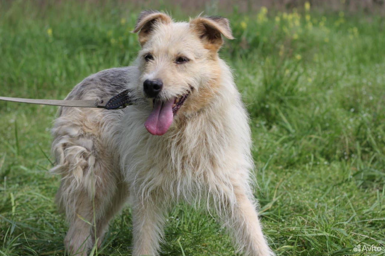 Собака Иви ищет дом и хозяина