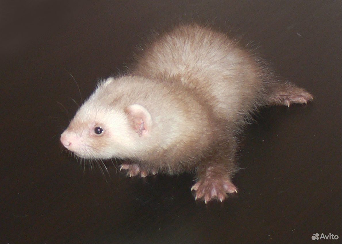 Хоречки щенки шампань