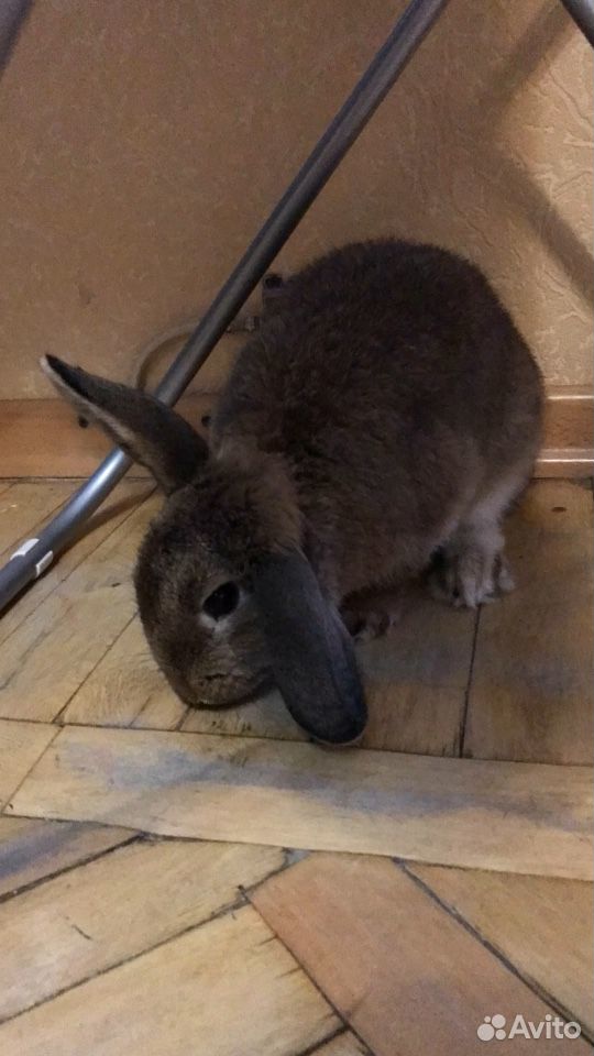 Кролик карликовый