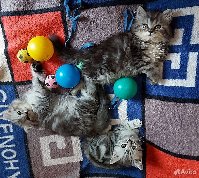 Шотландские котята