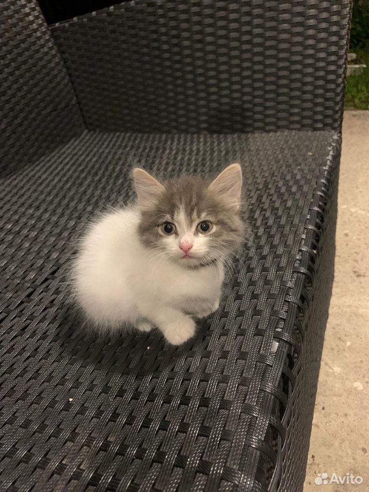 Котёнок