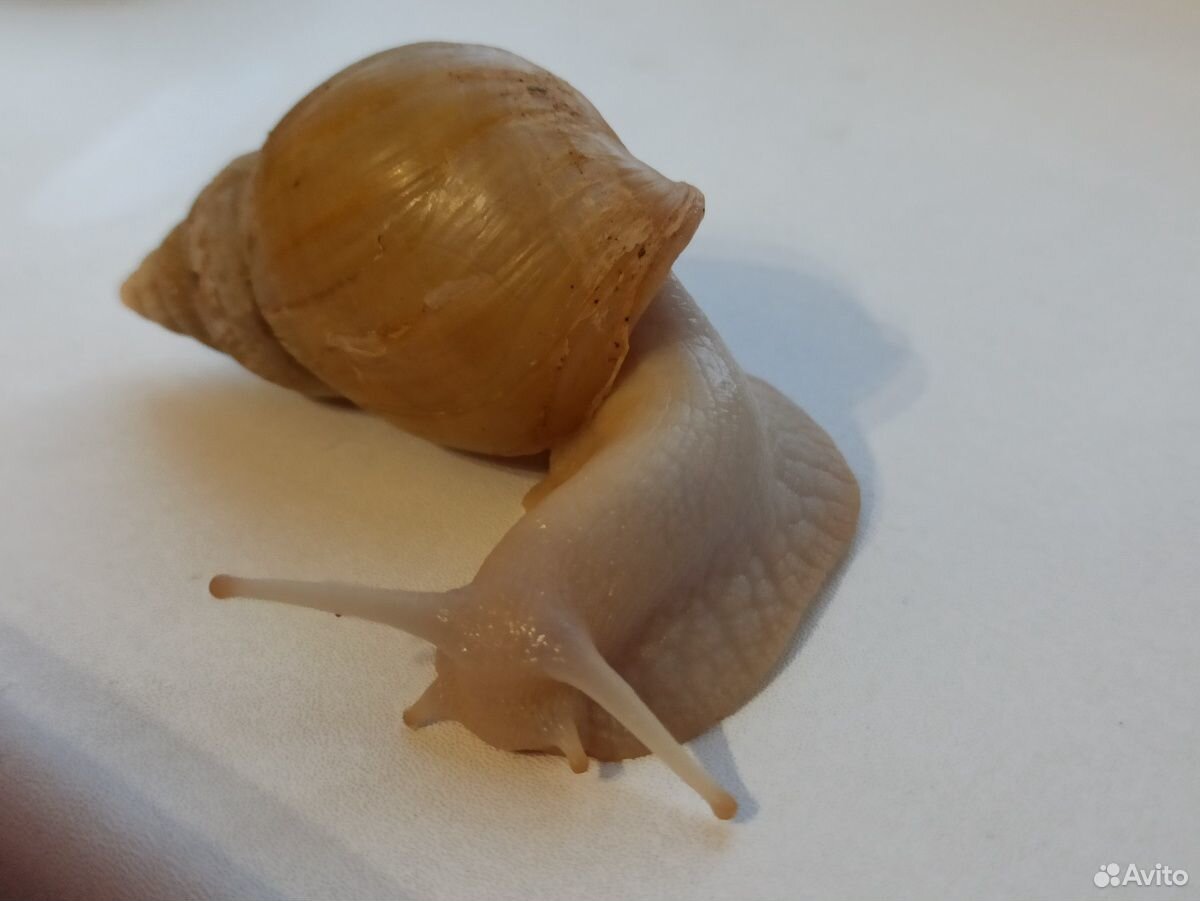 Улитка ахатинская фулико альбино