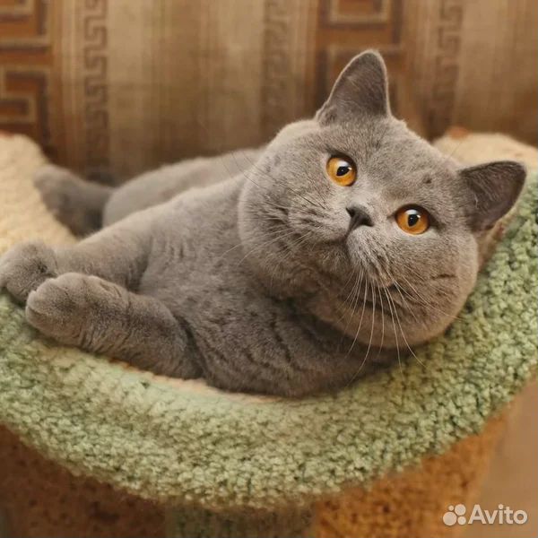 Шотландский опытный клубный кот