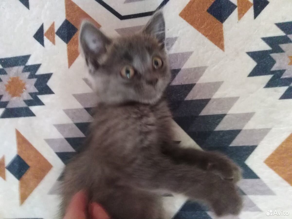 Кошечка серая мама британская гладкошерстная