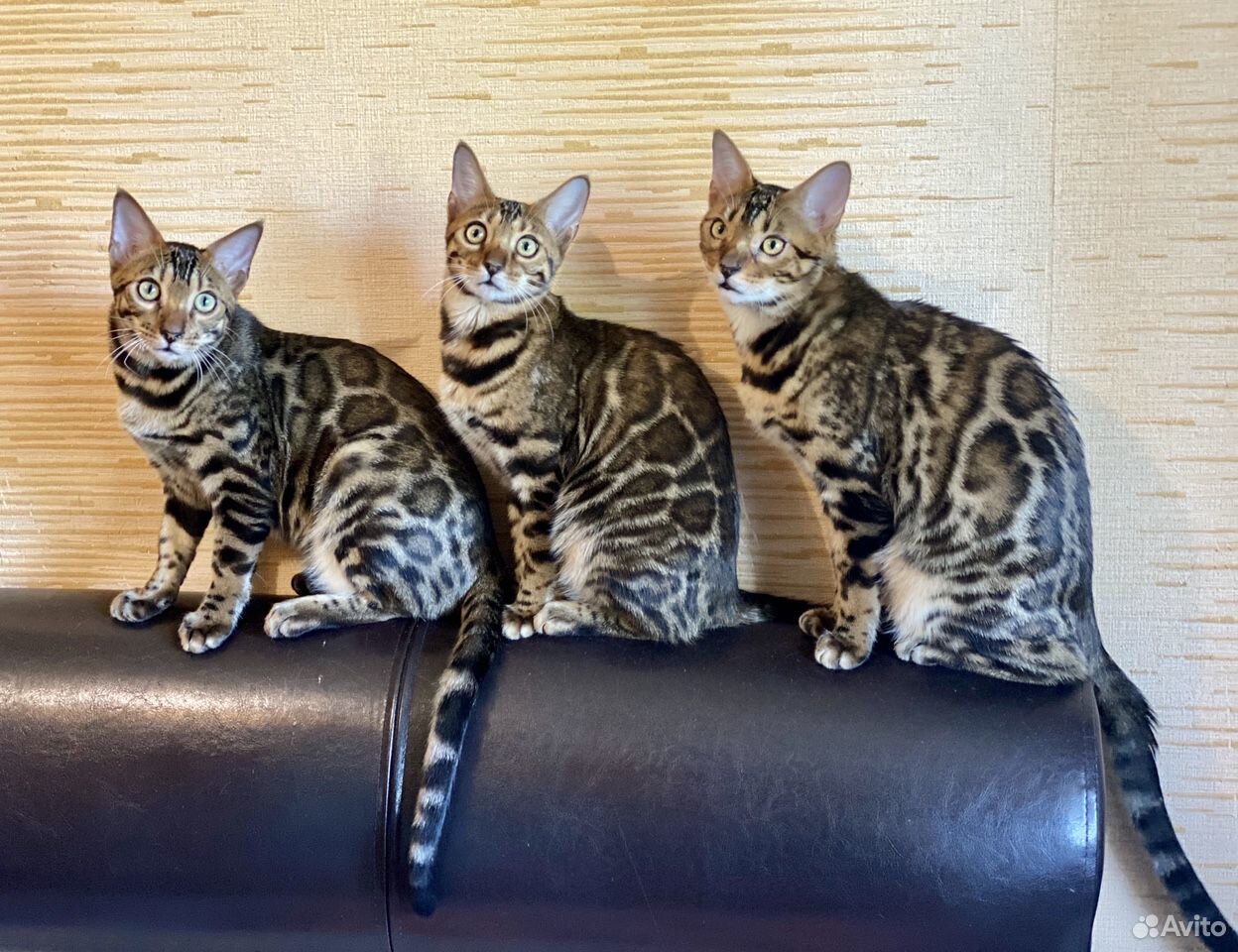 Шикарные бенгальские котята