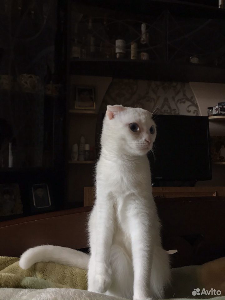 Кошка