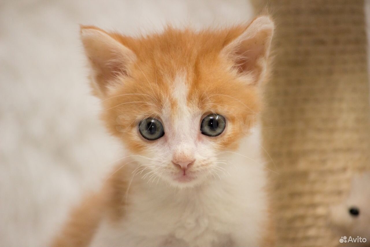 Очаровательные рыжие котята 1.5 мес в дар