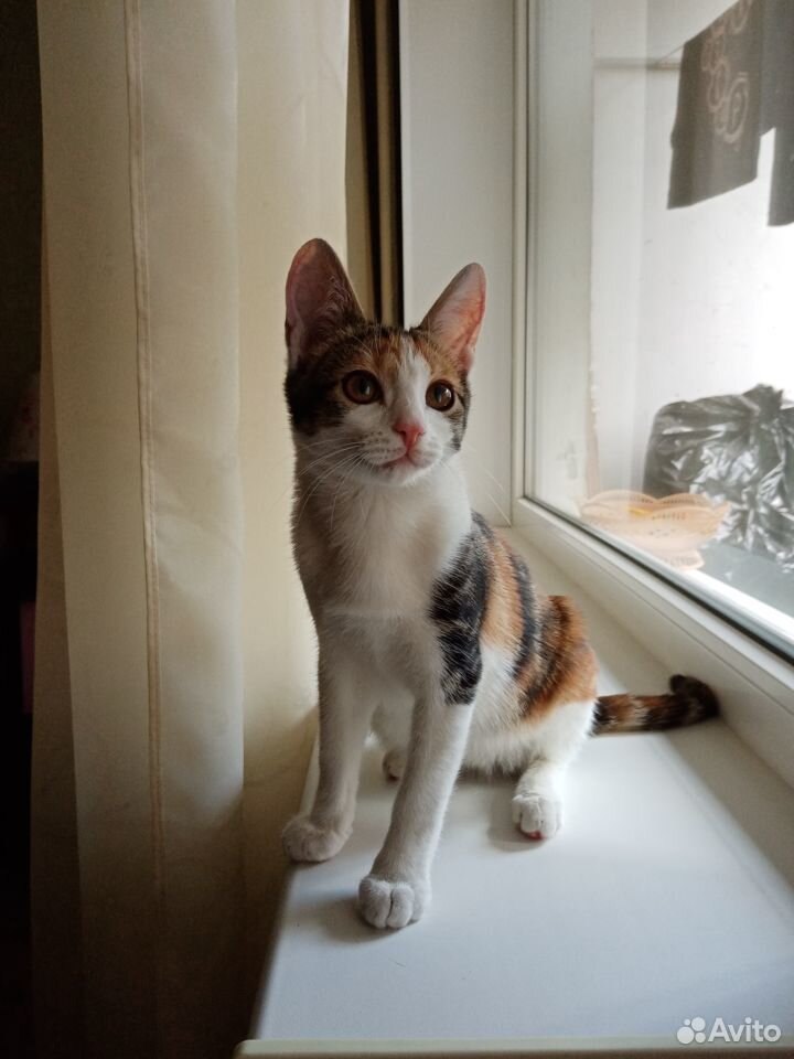 Возьмите кошечку