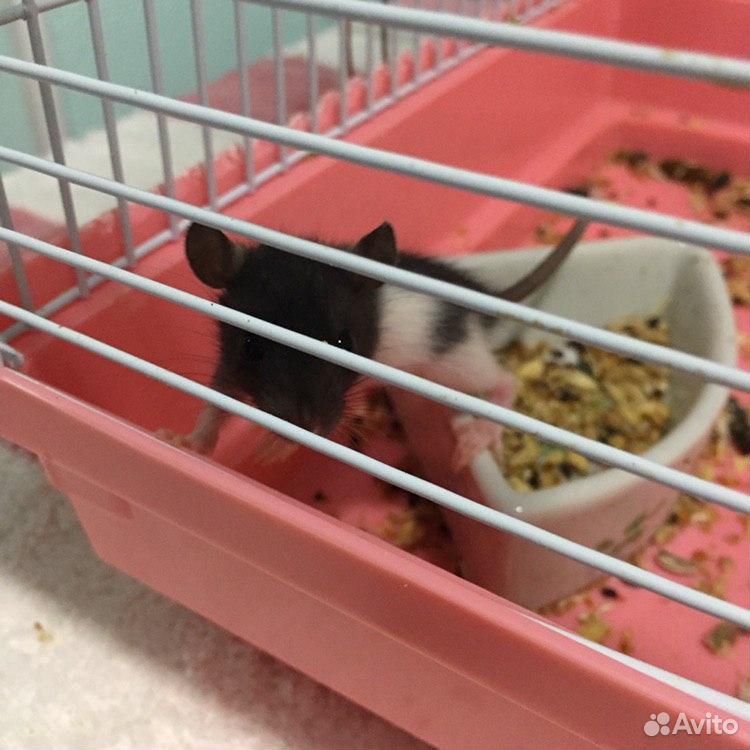 Молодые крысы