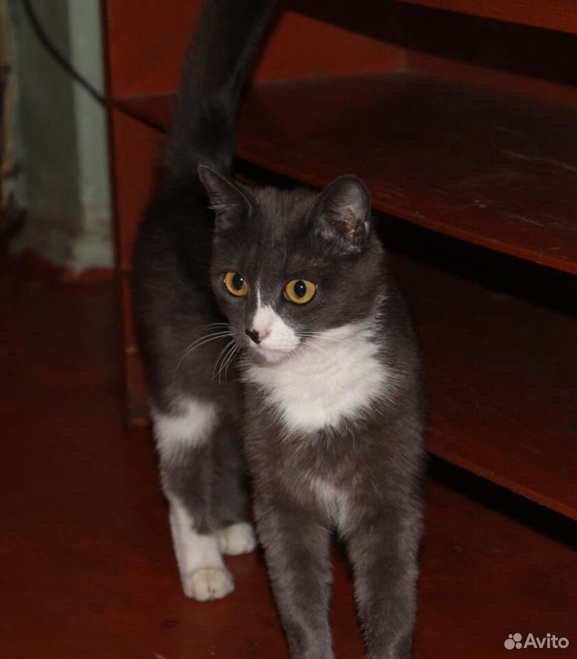 Кошка