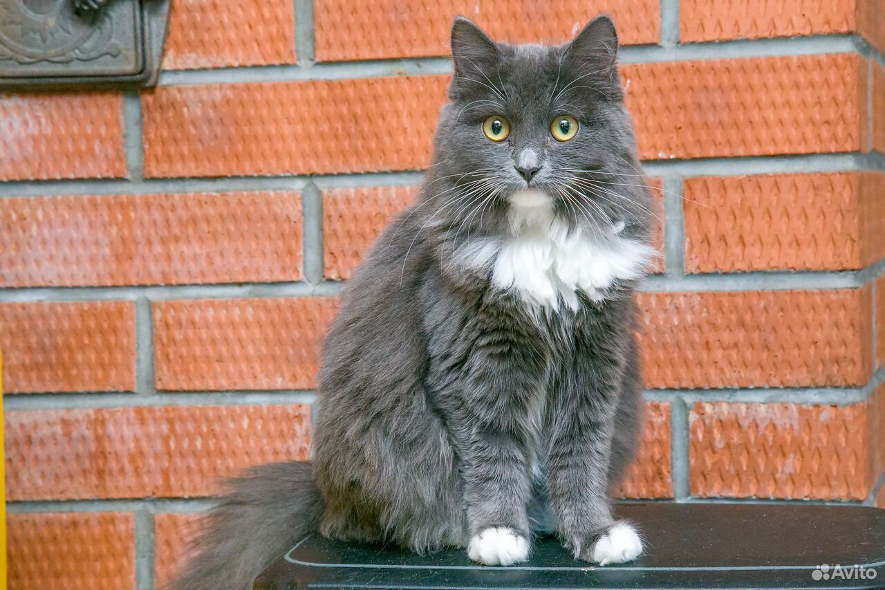 Котенок Тесса 8 мес. Привита,стерилизована