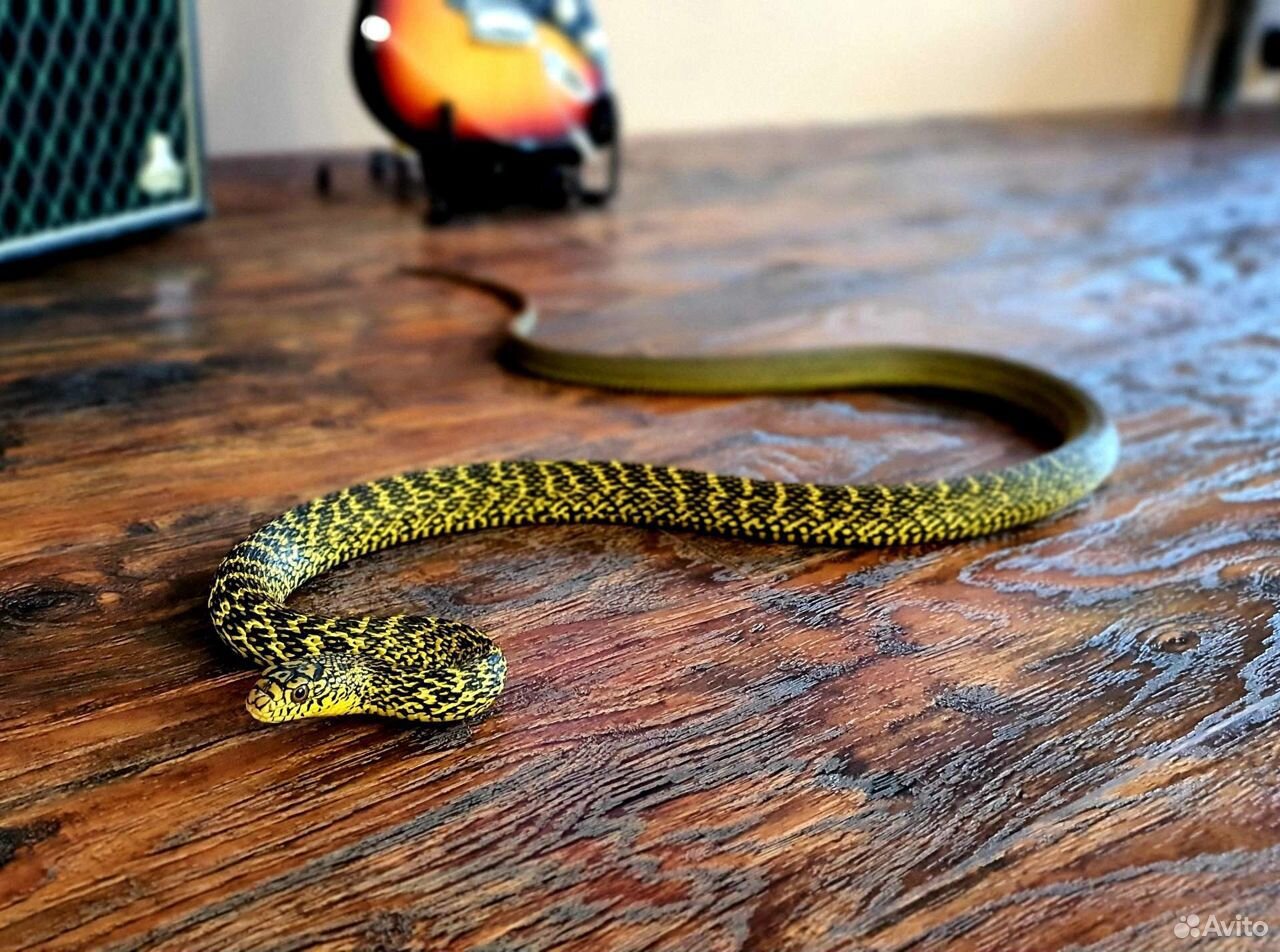 Килеватый полоз (Elaphe Carinata)