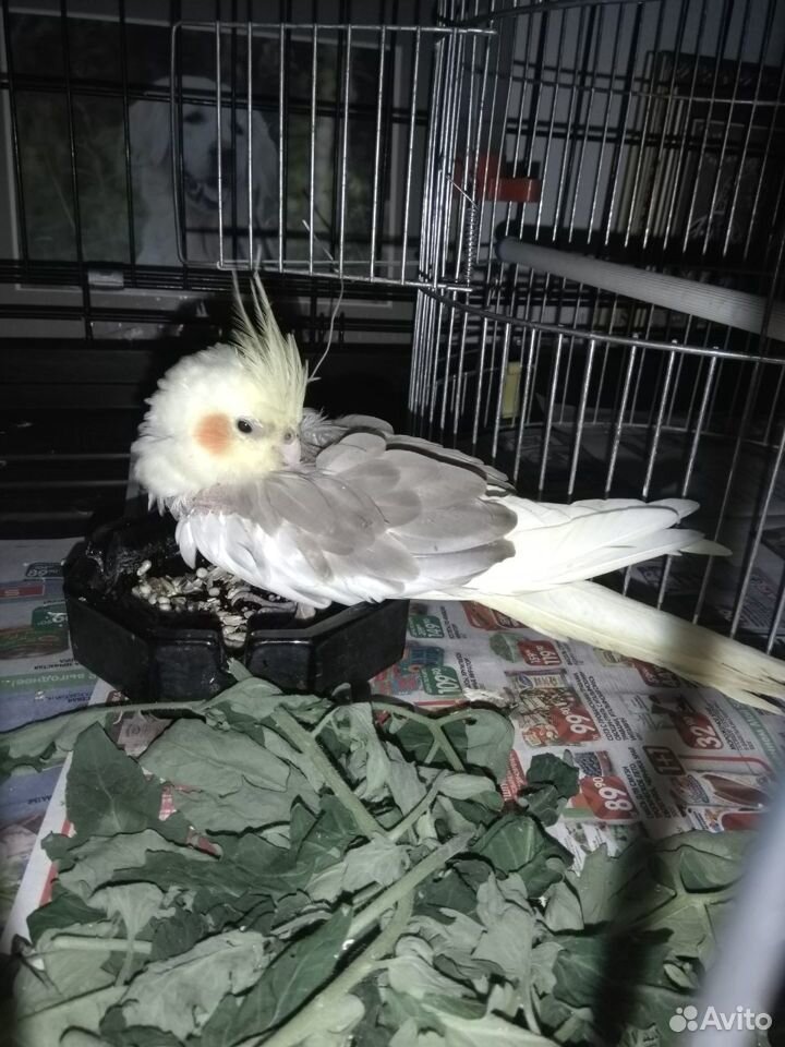 Отдам в добрые руки попугая Кареллу