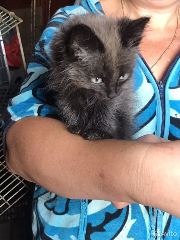 Кошка