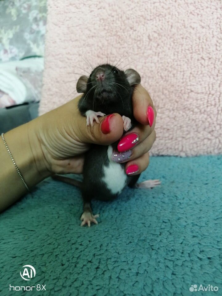 Крысы девочки дамбо