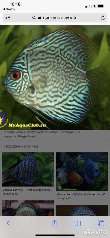 Дискус рыбка