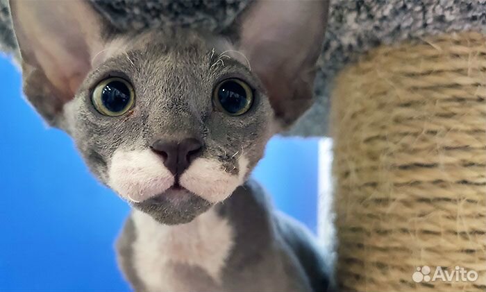 Девочка девон-рекс уникального окраса